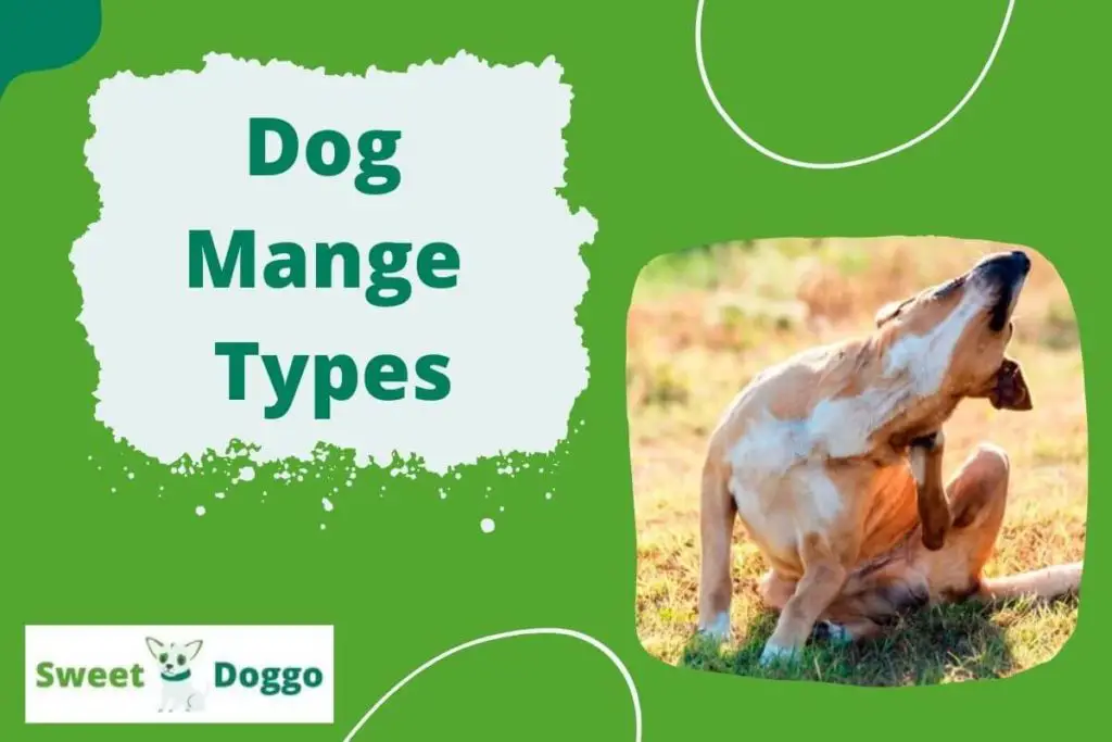 How Many Dog Mange Types Are There In Total?