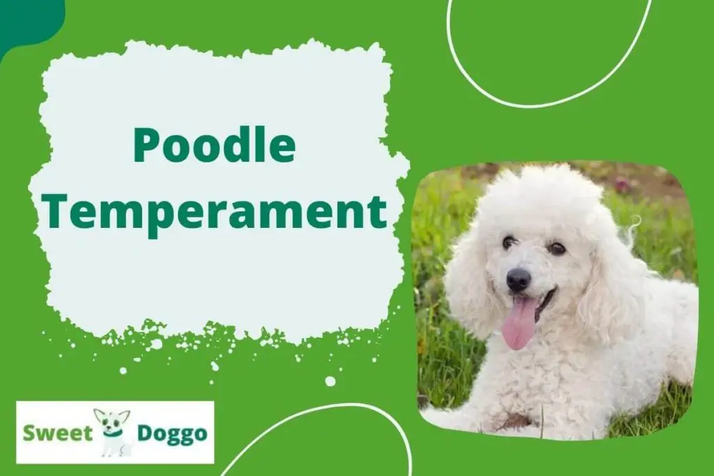 Poodle Temperament, Characteristics And Personality Traits