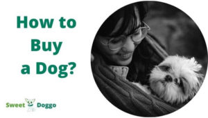 How To Buy A Dog Safely? Questions To Ask Before Buying A Puppy