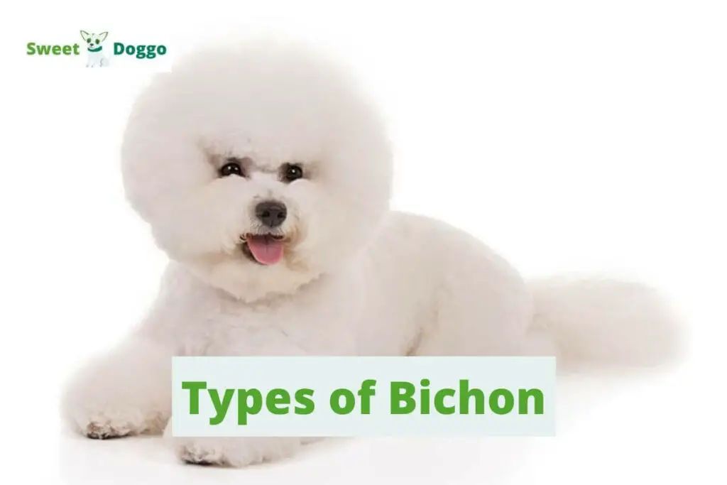 Tous les types de chien Bichon - 7 races, différences + photos