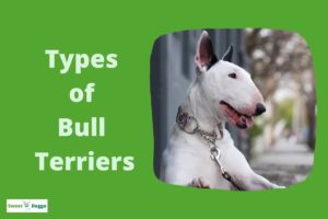 How Many Different Types Of Bull Terriers Are There?