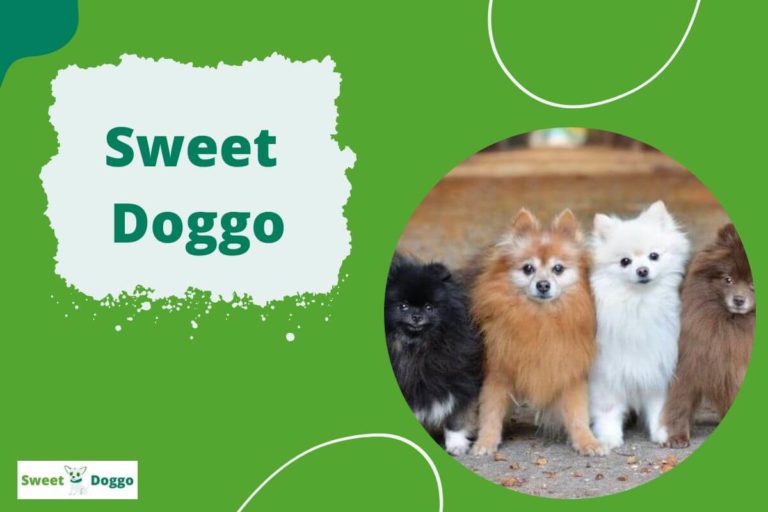 Contactez-nous | Sweet Doggo