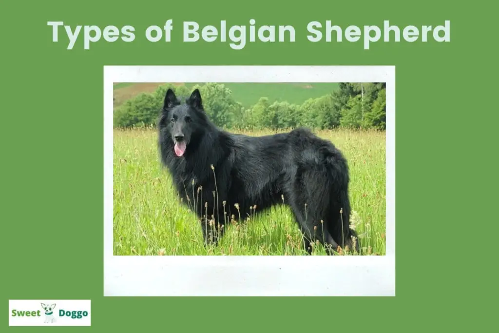 All Belgian Shepherd Types - Characteristics And Differences