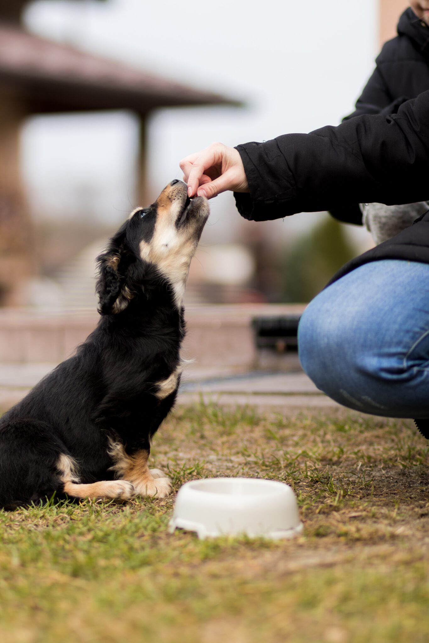 Hundeernährung | Sweet Doggo
